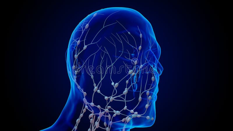 Human Lymph Nodes Anatomy for Medical Concept 3D Rendering Stock ...