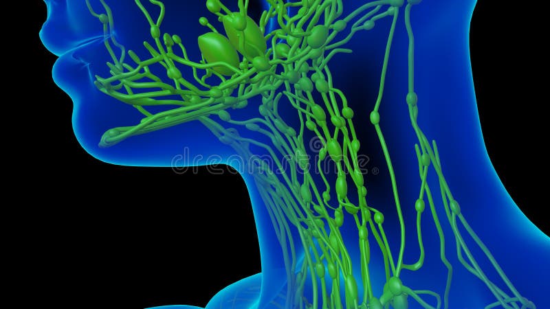 Human Lymph Nodes Anatomy for Medical Concept 3D Rendering Stock ...