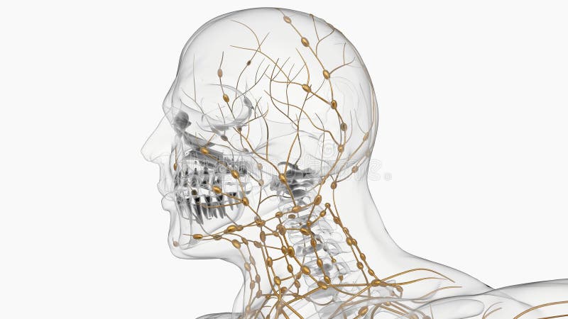 Human Lymph Nodes Anatomy for Medical Concept 3D Rendering Stock ...