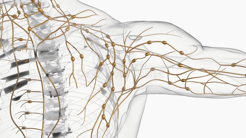 Human Lymph Nodes Anatomy for Medical Concept 3D Rendering Stock ...