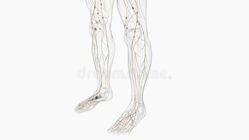 Human Lymph Nodes Anatomy for Medical Concept 3D Rendering Stock ...