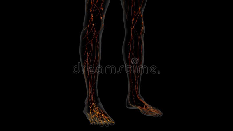 Human Lymph Nodes Anatomy for Medical Concept 3D Rendering Stock ...