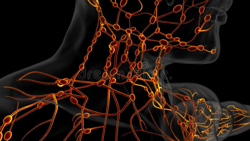 Human Lymph Nodes Anatomy for Medical Concept 3D Rendering Stock ...