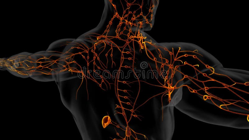 Human Lymph Nodes Anatomy for Medical Concept 3D Rendering Stock ...