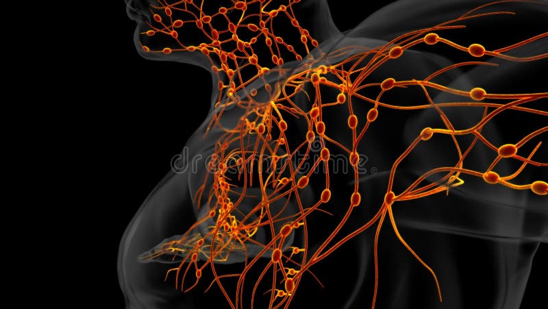 Human Lymph Nodes Anatomy for Medical Concept 3D Rendering Stock ...