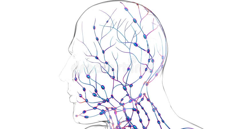 Human Lymph Nodes Anatomy for Medical Concept 3D Rendering Stock ...