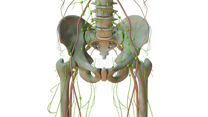 Human Lymphatic System Anatomy in 3D Stock Illustration - Illustration ...