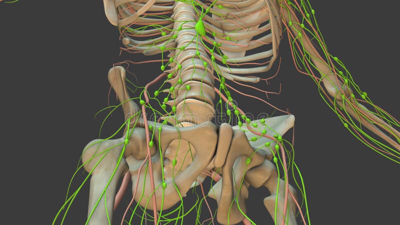 Human Lymphatic System 3d Animation Stock Illustration - Illustration ...