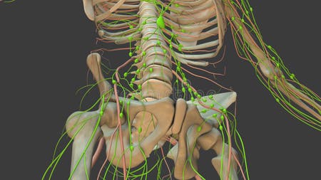 Human Lymphatic System 3d Animation Stock Illustration - Illustration ...