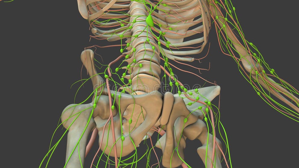 Human Lymphatic System 3d Animation Stock Illustration - Illustration ...