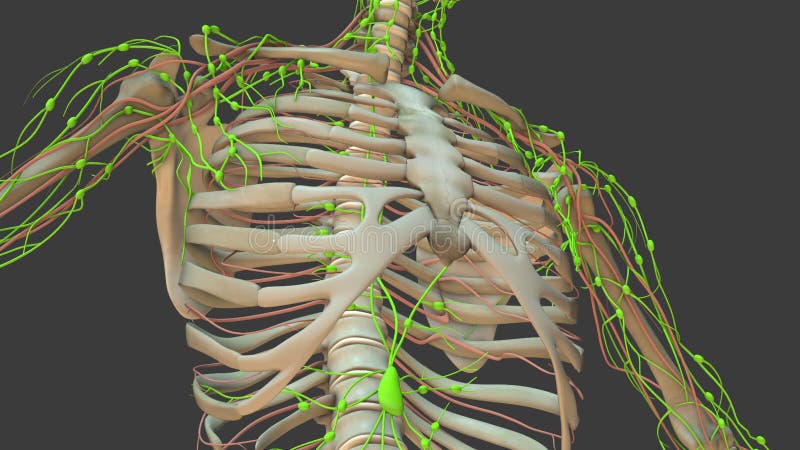 Human Lymphatic System 3d Animation Stock Video - Video of vein ...