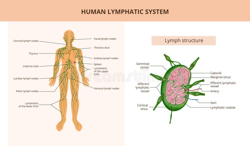 Human Lymphatic System 3d Animation Stock Illustration - Illustration ...