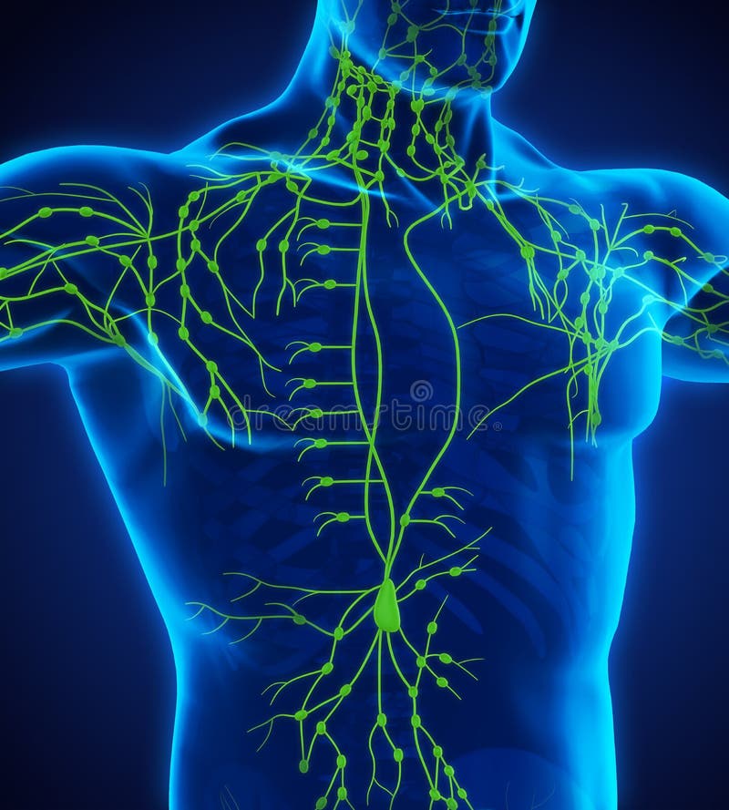 Human Lymphatic System Illustration Stock Illustration - Illustration ...