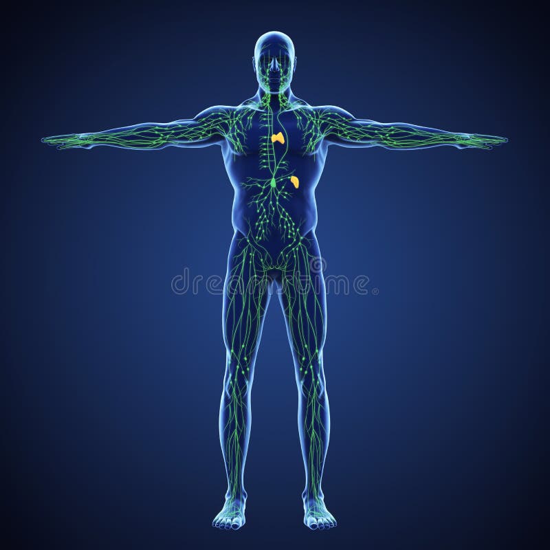Human Lymphatic System Illustration Stock Illustration - Illustration ...