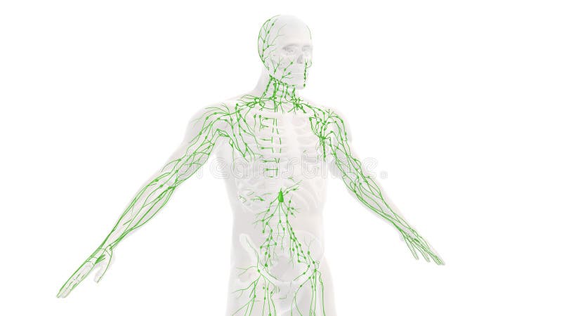 Human Lymphatic System Anatomy in 3D Stock Illustration - Illustration ...