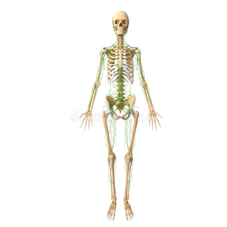 Human Skeleton Side View Stock Illustrations – 1,068 Human Skeleton ...