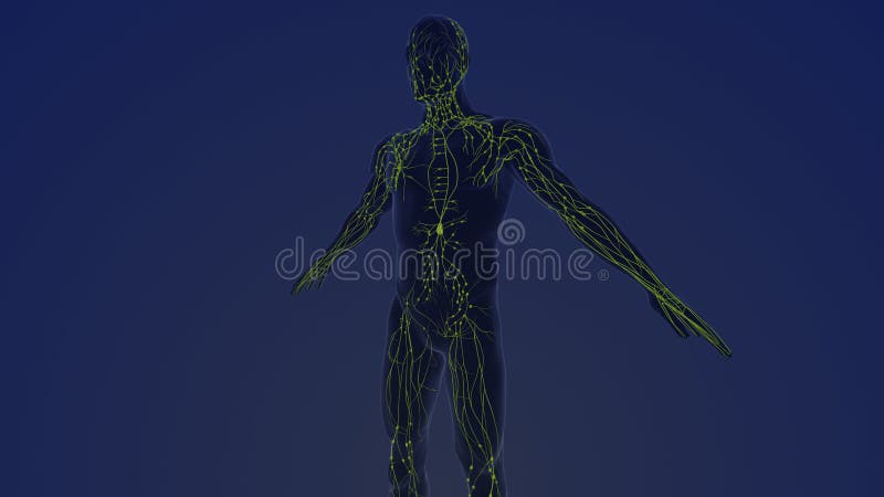 3d Anatomy of Male and Female Lymphatic System Stock Image - Image of ...