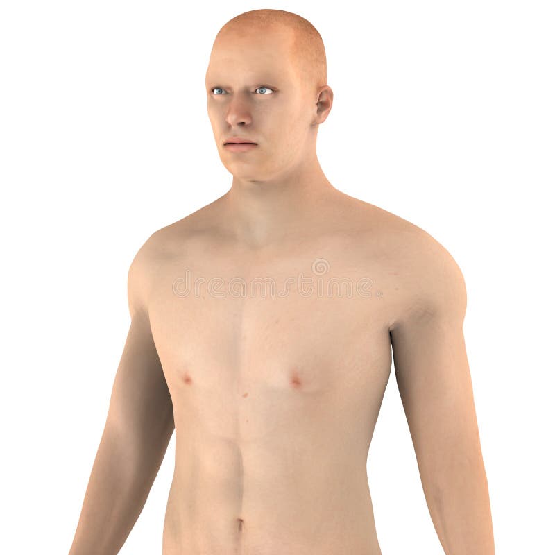 Bodybuilder Blank Stock Illustrations – 243 Bodybuilder Blank Stock ...