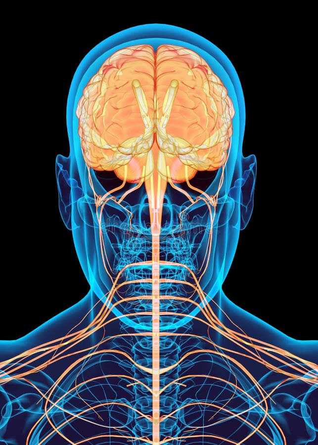 Human nerve system stock illustration. Illustration of human - 5564643