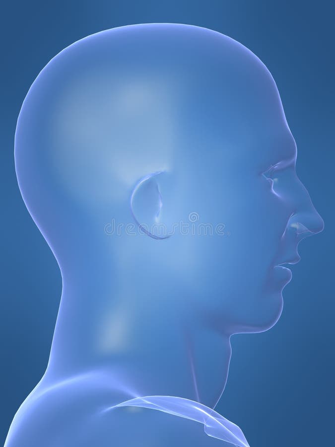 Human Male Shape Picture. Image: 1642079