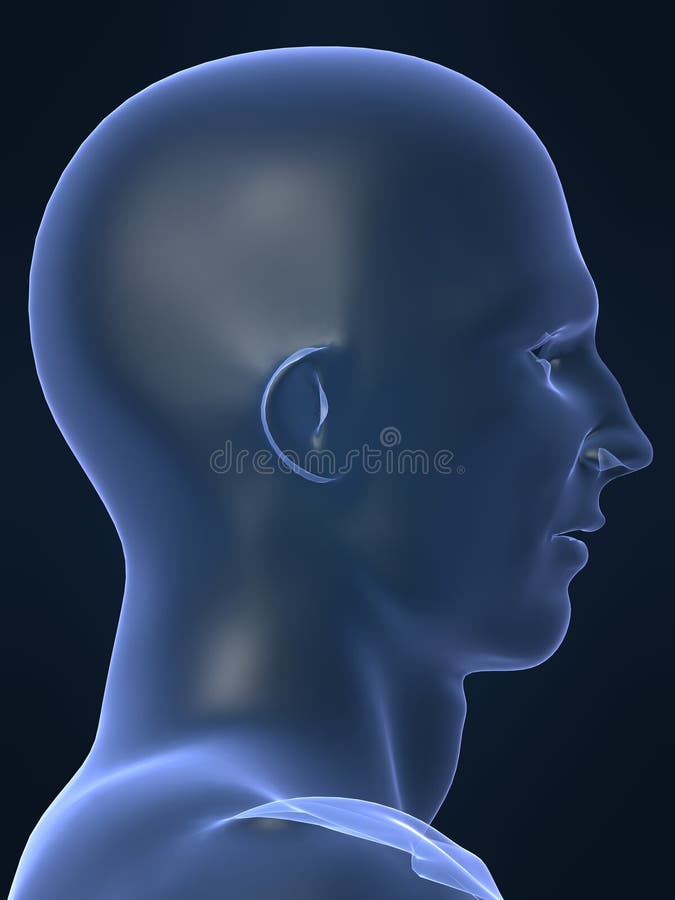 Human male shape stock illustration. Illustration of flex - 1642085