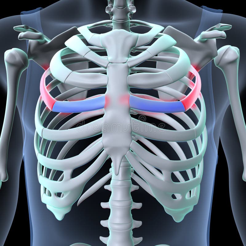 Human Male Skeleton Ribs Anatomy. 3d Illustration Stock Illustration ...