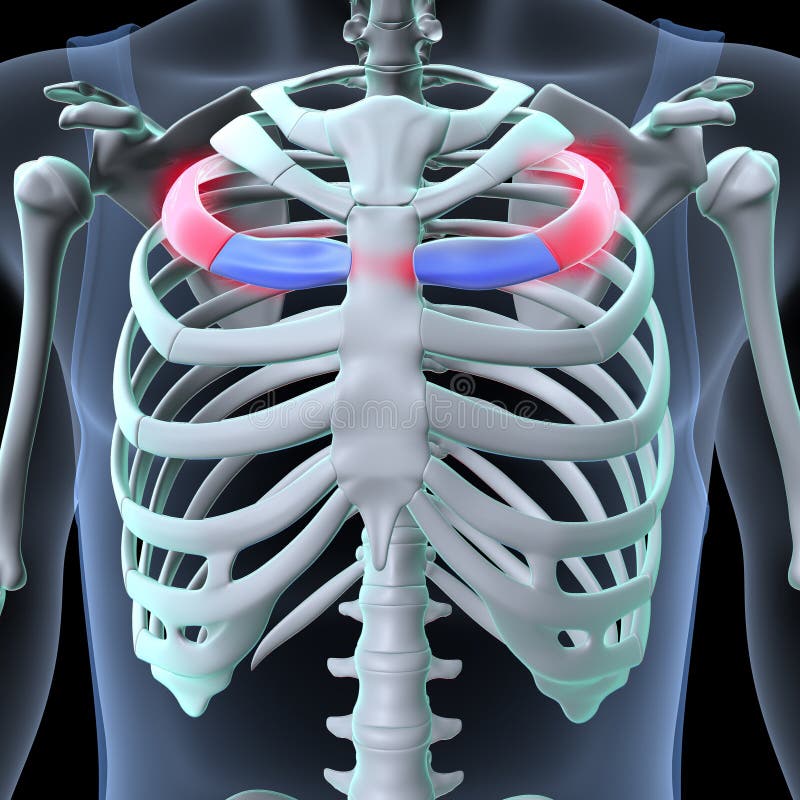 Human Male Skeleton Ribs Anatomy. 3d Illustration Stock Illustration ...