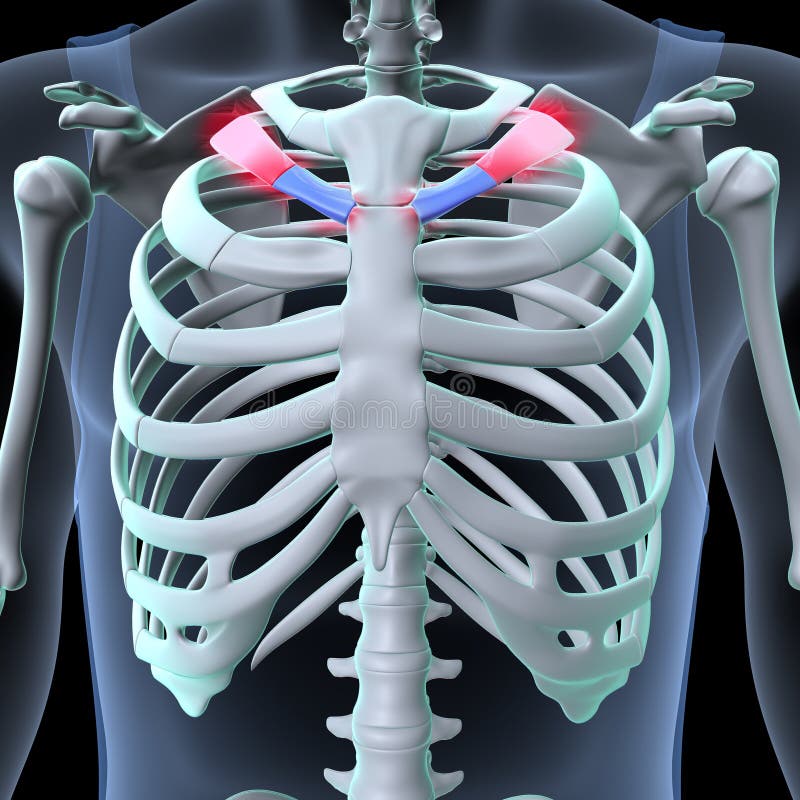 Human Male Skeleton Ribs Anatomy. 3d Illustration Stock Illustration ...