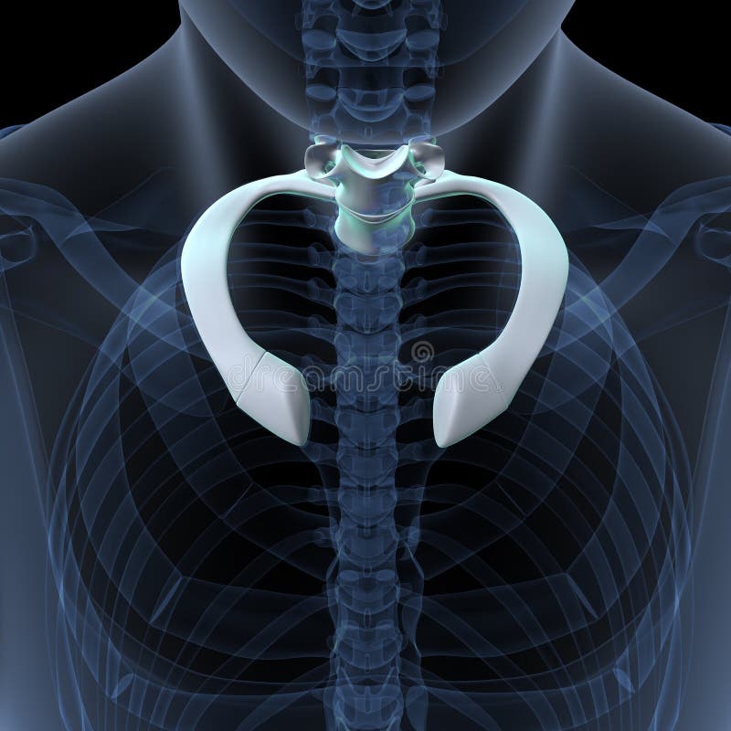 Human Male Skeleton Skull Anatomy. 3d Illustration Stock Illustration ...