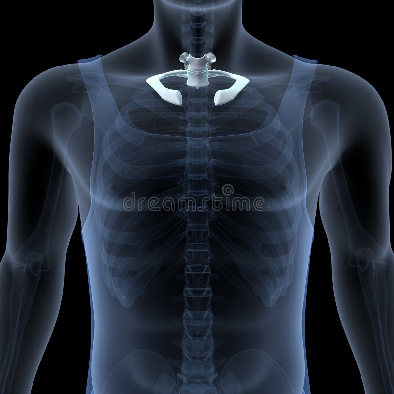 Human Male Skeleton Skull Anatomy. 3d Illustration Stock Illustration ...