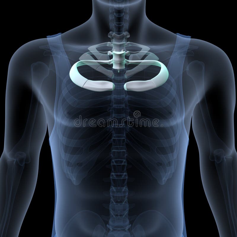 Human Male Skeleton Skull Anatomy. 3d Illustration Stock Illustration ...