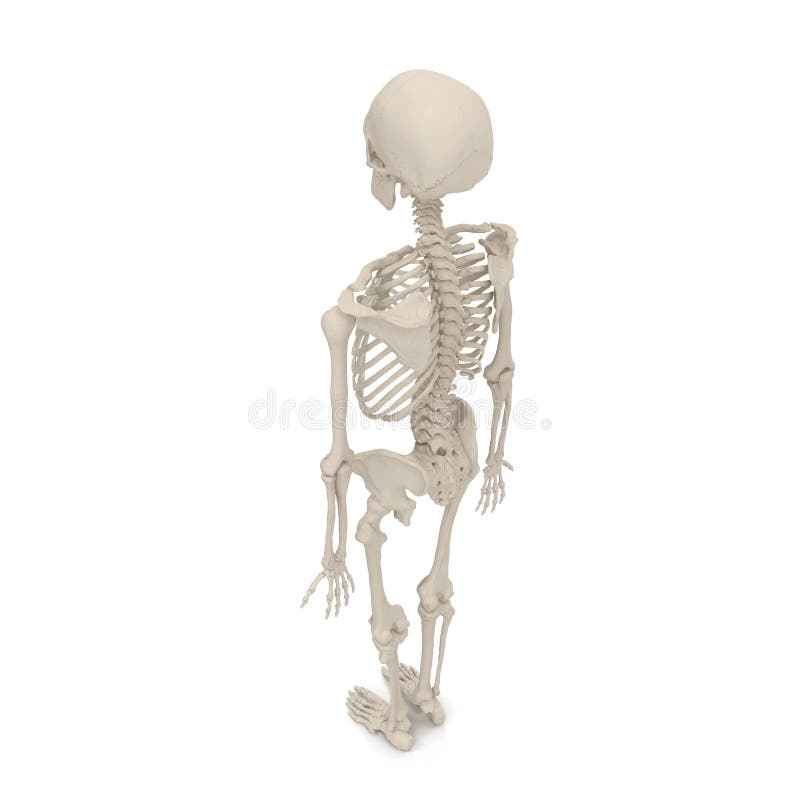 Human Male Skeleton Standing Pose on White. 3D Illustration Stock ...