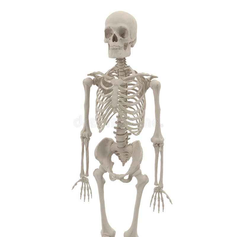 Human Skeleton Standing Stock Illustrations – 1,096 Human Skeleton ...
