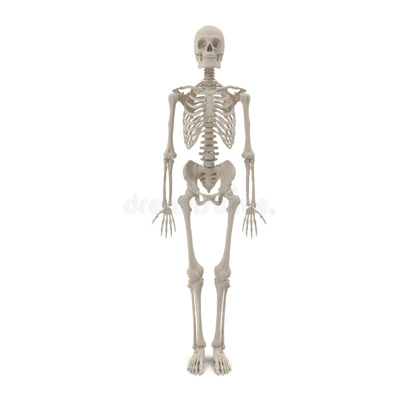 Skeleton Standing beside Sign or Border Stock Illustration ...