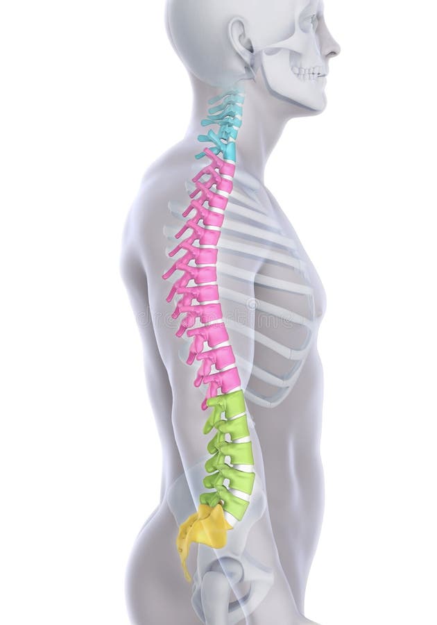 210+ Spine anatomy Free Stock Photos - StockFreeImages