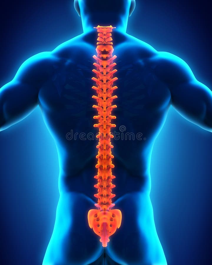 Human Male Spine Anatomy stock illustration. Illustration of medical ...
