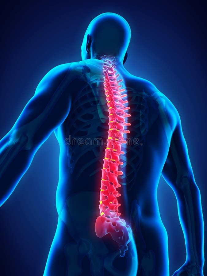 Human Male Spine Anatomy stock illustration. Illustration of muscle ...