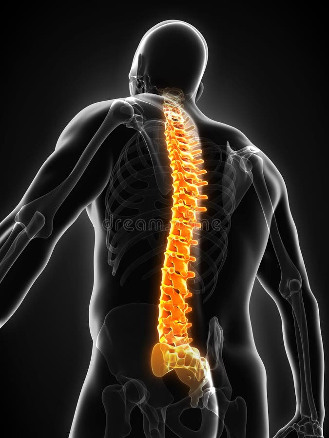 Human Male Spine Anatomy stock illustration. Illustration of disc ...
