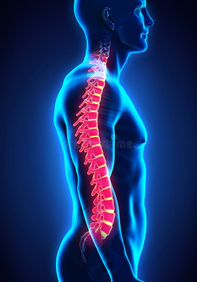Human Male Spine Anatomy stock illustration. Illustration of male ...