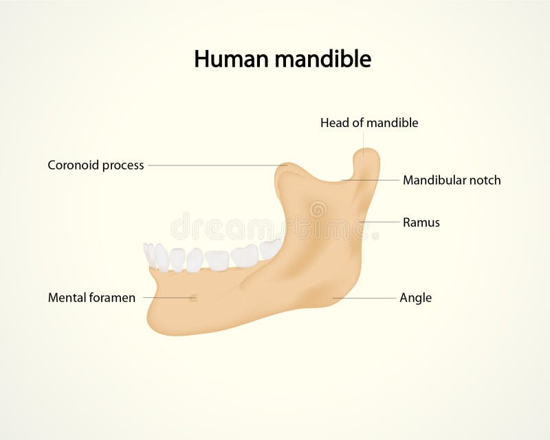 Human mandible stock vector. Illustration of mouth, anatomy - 27049614
