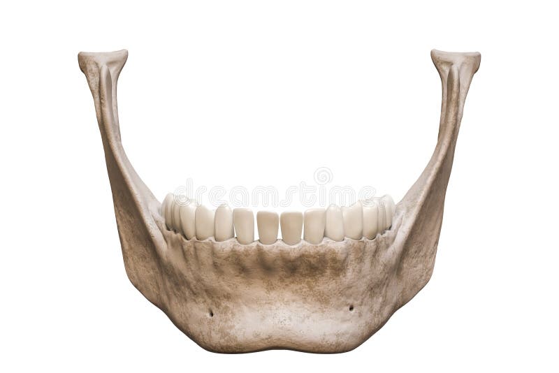 Human Mandible or Jaw Bone with Teeth Anterior or Front View ...