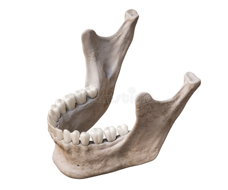 Human Mandible or Jaw Bone with Teeth in Three-quarter Superior Profile ...
