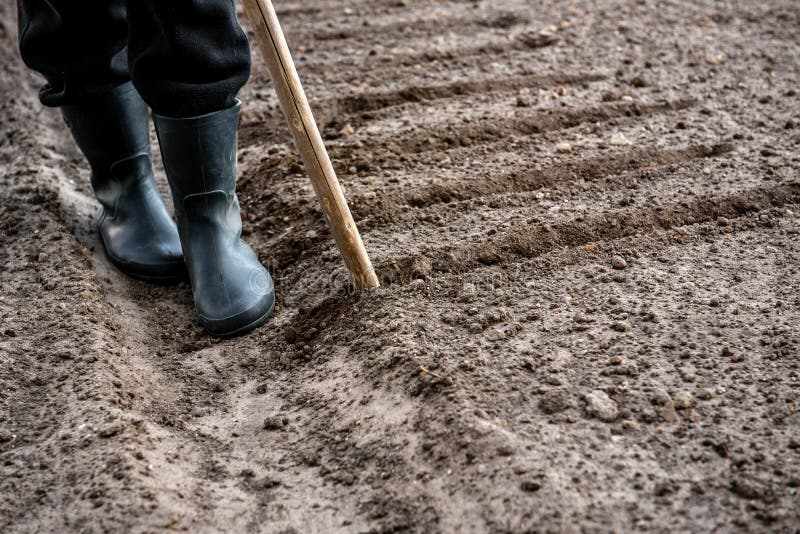 Human Marks the Soil with a Stick for Planting Stock Photo - Image of ...