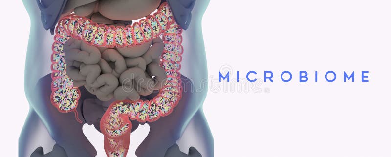 Human Microbiome Large Intestine Filled with Bacteria. Title ...