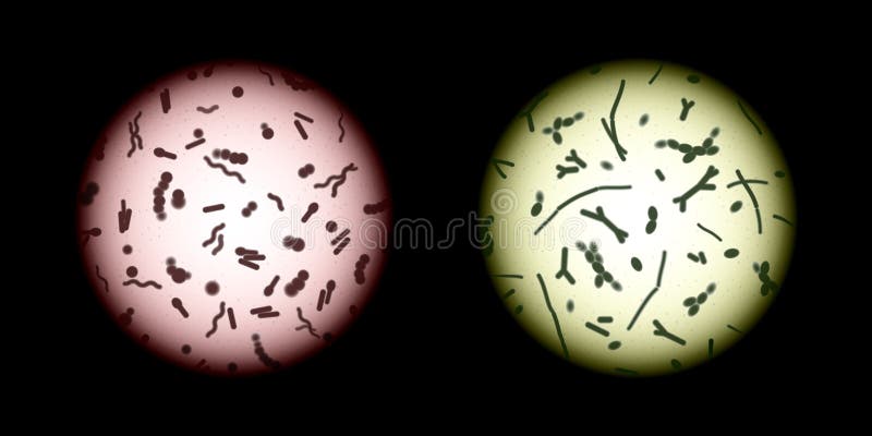 Human Microbiota Samples Under a Microscope Stock Vector - Illustration ...