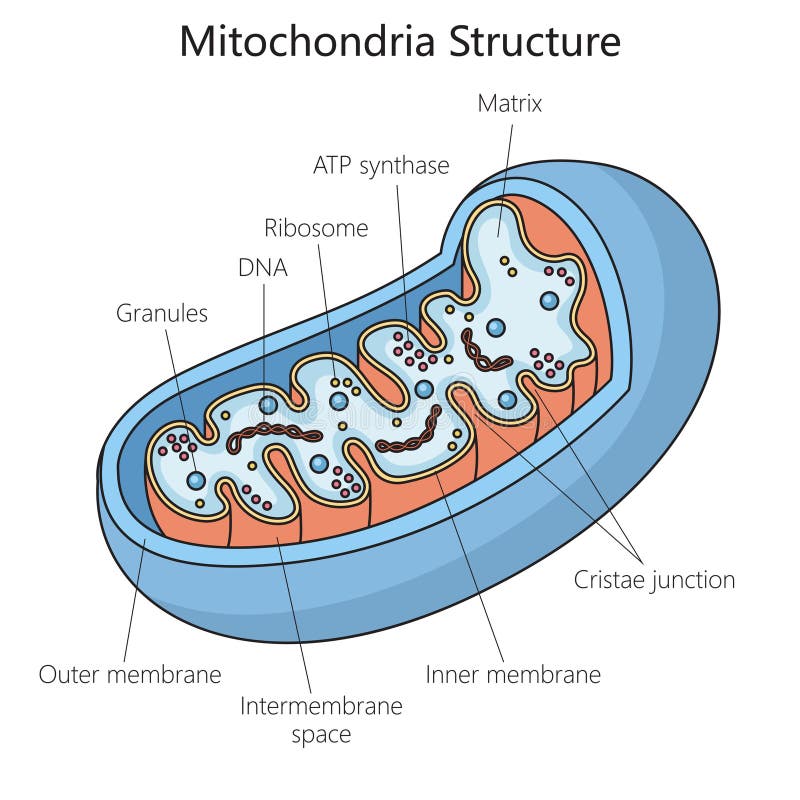 Mitochondria Structure Medical Science Stock Vector - Illustration of ...