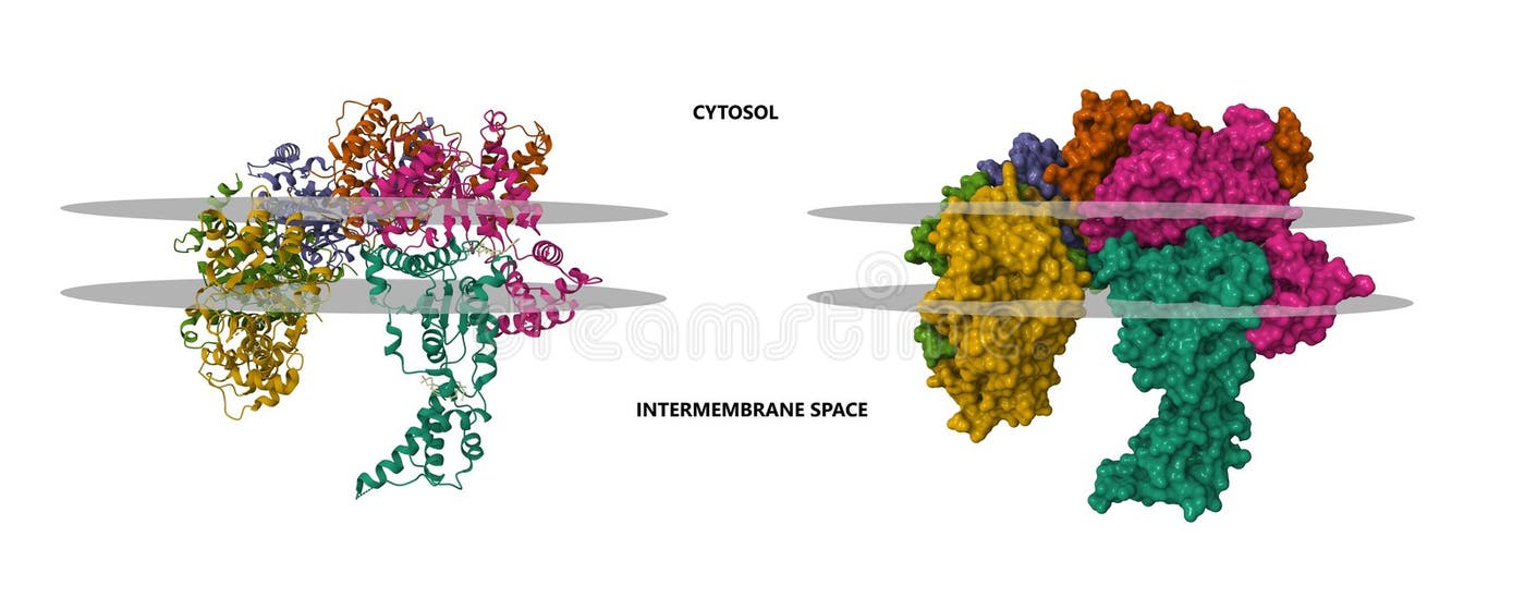 Atp Adp Stock Illustrations – 132 Atp Adp Stock Illustrations, Vectors ...