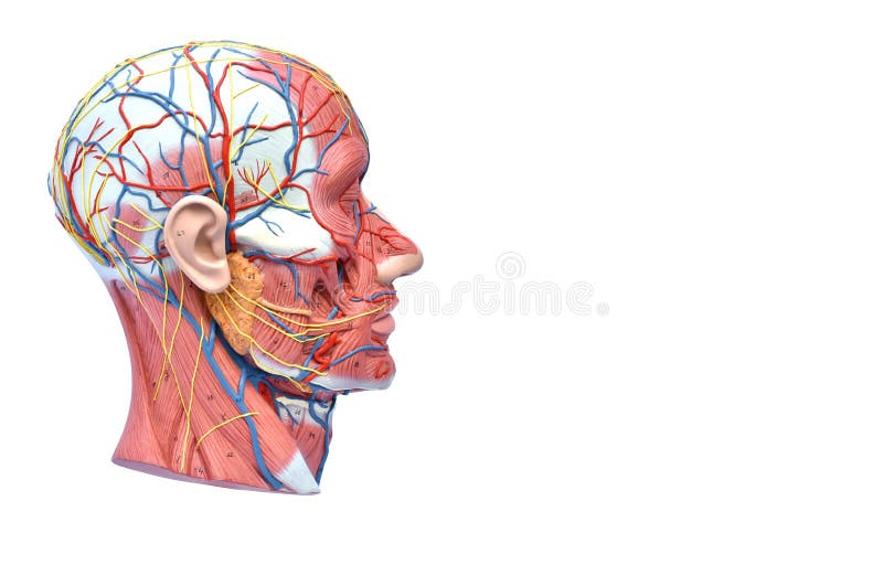 Half-head human model stock photo. Image of neck, view - 101168100