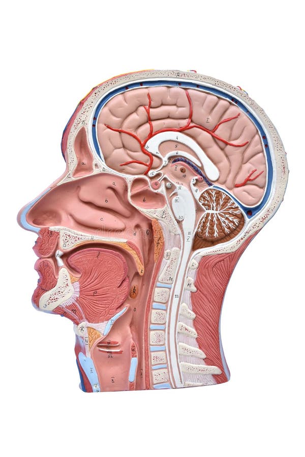 Half-head human model stock photo. Image of neck, view - 101168100