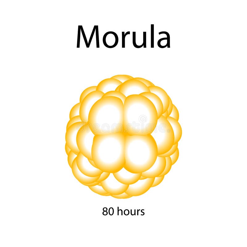 Human Morula. Vector Illustration on Isolated Background Stock Vector ...